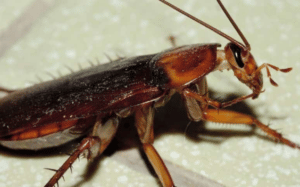 Le specie di scarafaggi in Italia