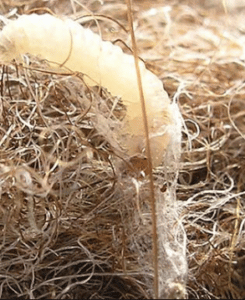 Tarme dei tessuti - Nemiche degli armadi e dei tappeti