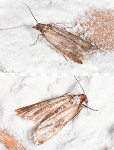 Tarme del cibo - nemiche della vostra dispensa e cucina!