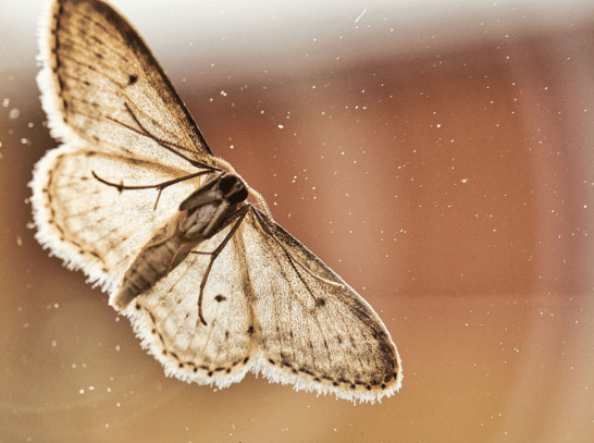 Tarme del cibo - nemiche della vostra dispensa e cucina!