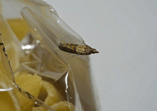 Tarme del cibo - nemiche della vostra dispensa e cucina!