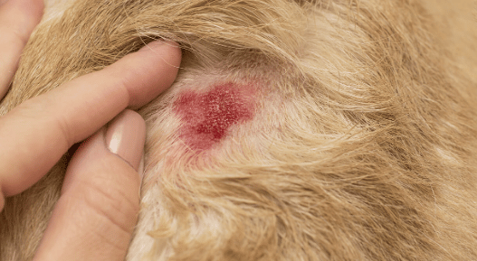 Punture di pulci - prevenire e curare